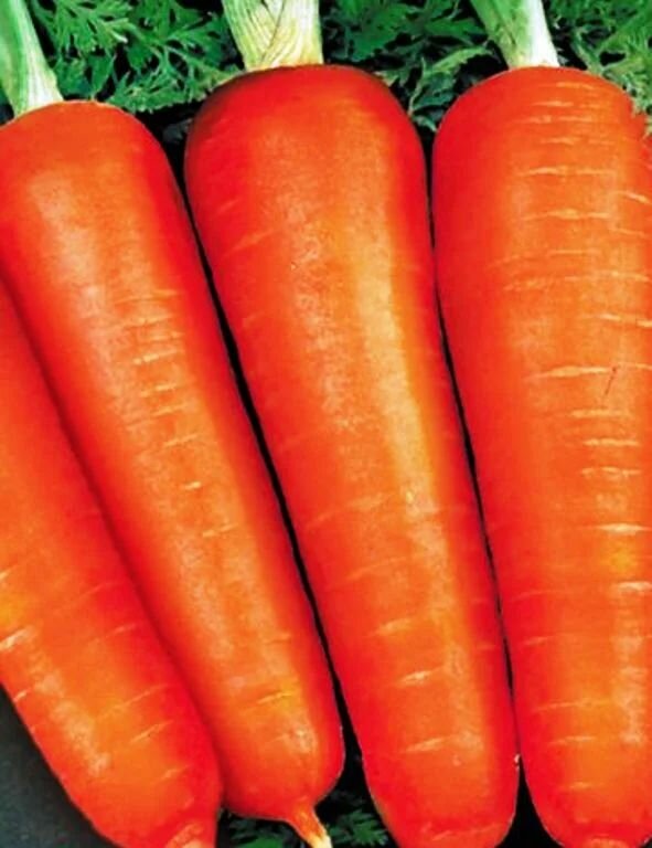 Коллекционные семена моркови F1 Наярит