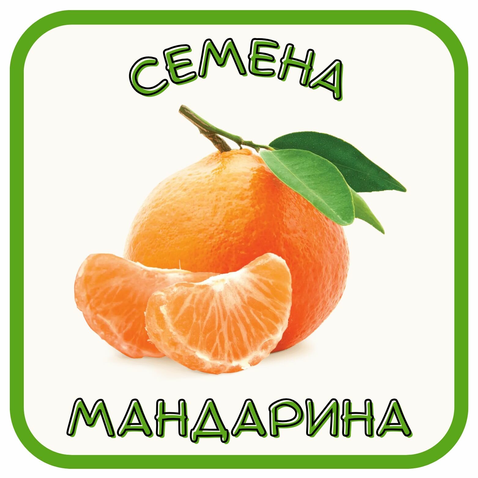 Мандарин. Семена мандарина