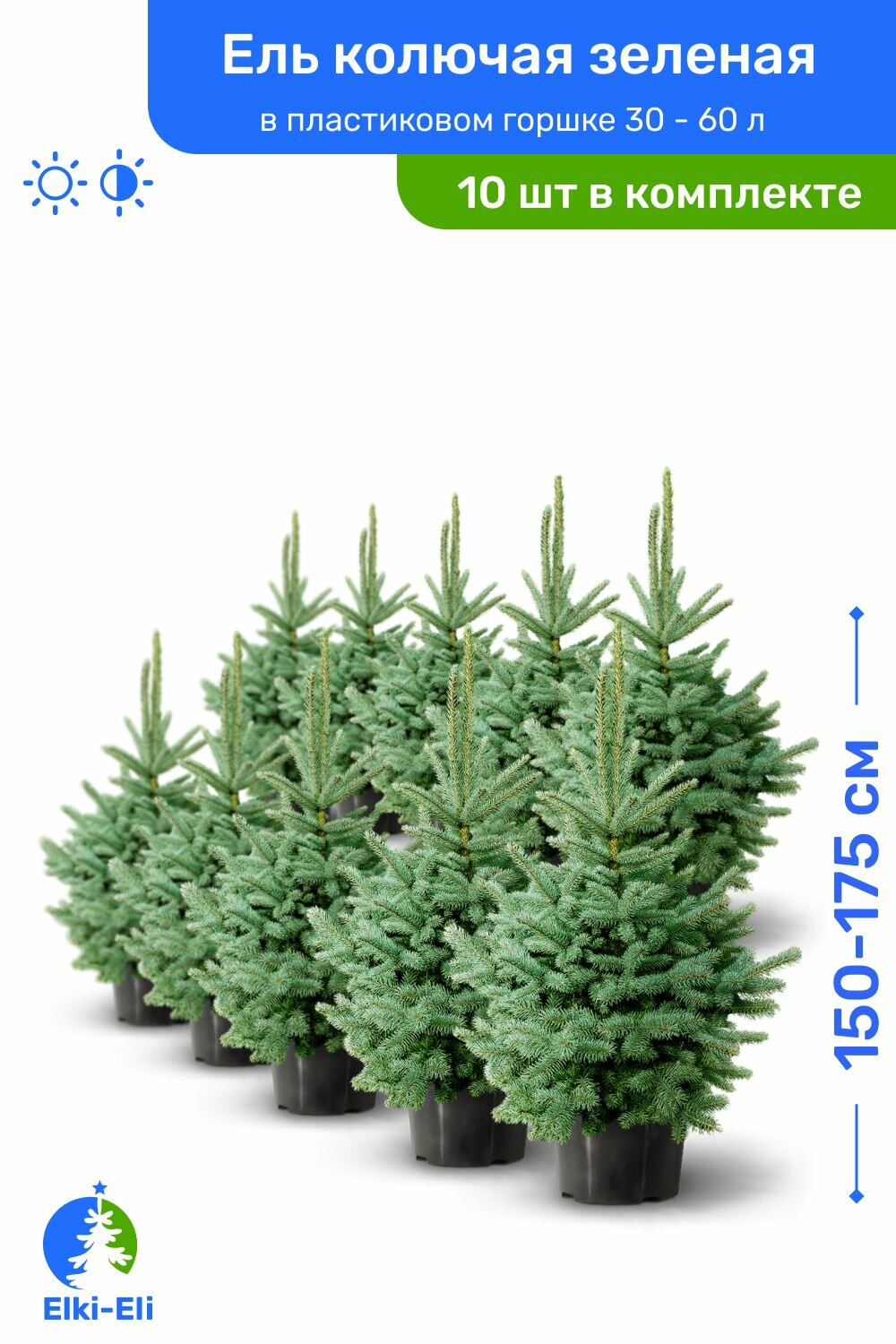 Ель колючая зелёная 150-175 см в пластиковом горшке 30-60 л, саженец, хвойное живое растение. комплект из 10 шт