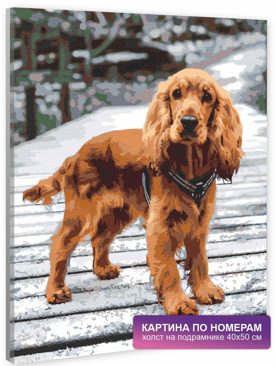 Картина по номерам на холсте с подрамником 40х50 см. Природа, животные, рыбы, птицы. Собаки, щенки. "Спаниель ", арт. 4478/