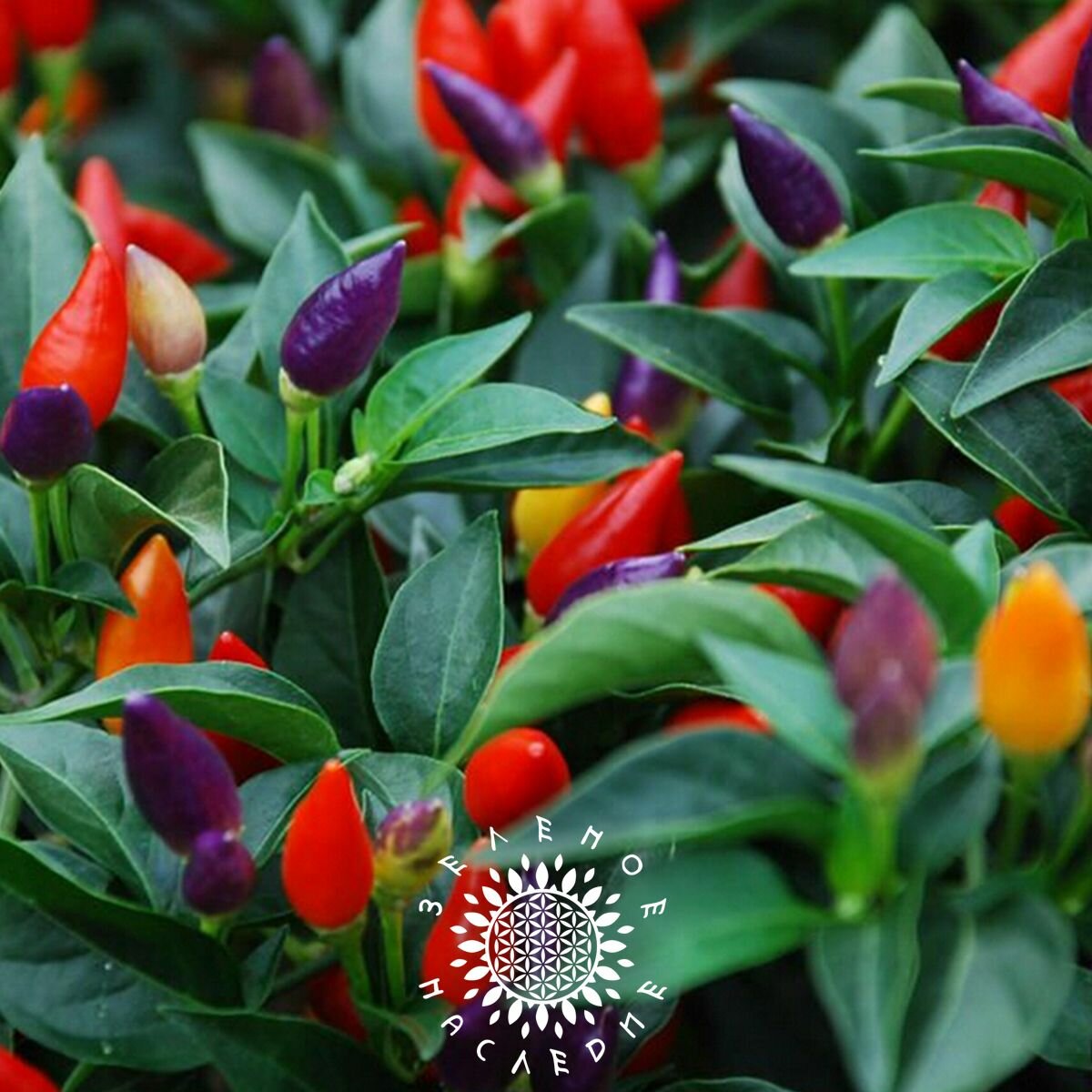 Семена Перец Боливийская Радуга (лат. Capsicum annuum) 5шт