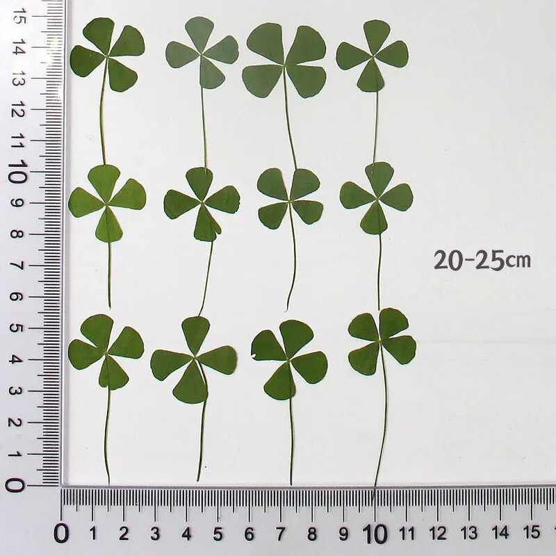 Прессованные сухоцветы четырехлистный клевер 12 шт, зеленый 20-25mm