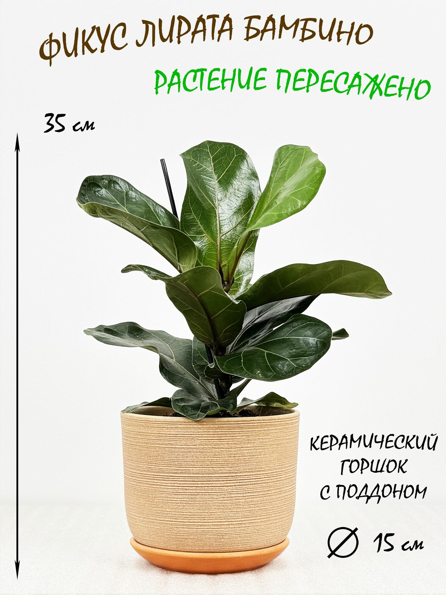 Фикус Лирата Бамбино в кремовом керамическом горшке с поддоном, высота 30-35см