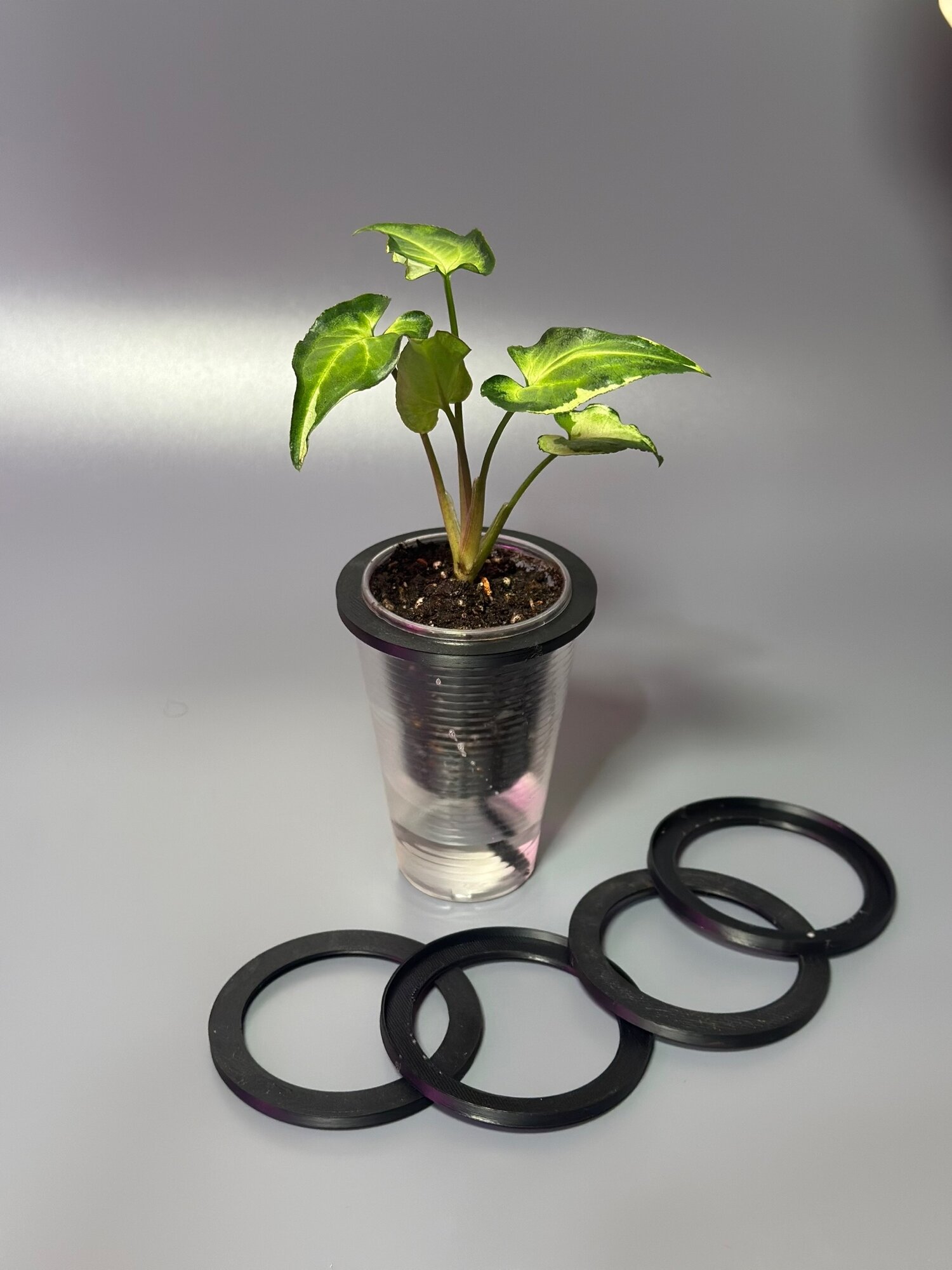 Переходное кольцо для полива, PLA-пластик, для стаканов 100 и 200 мл, 5 шт. Черный