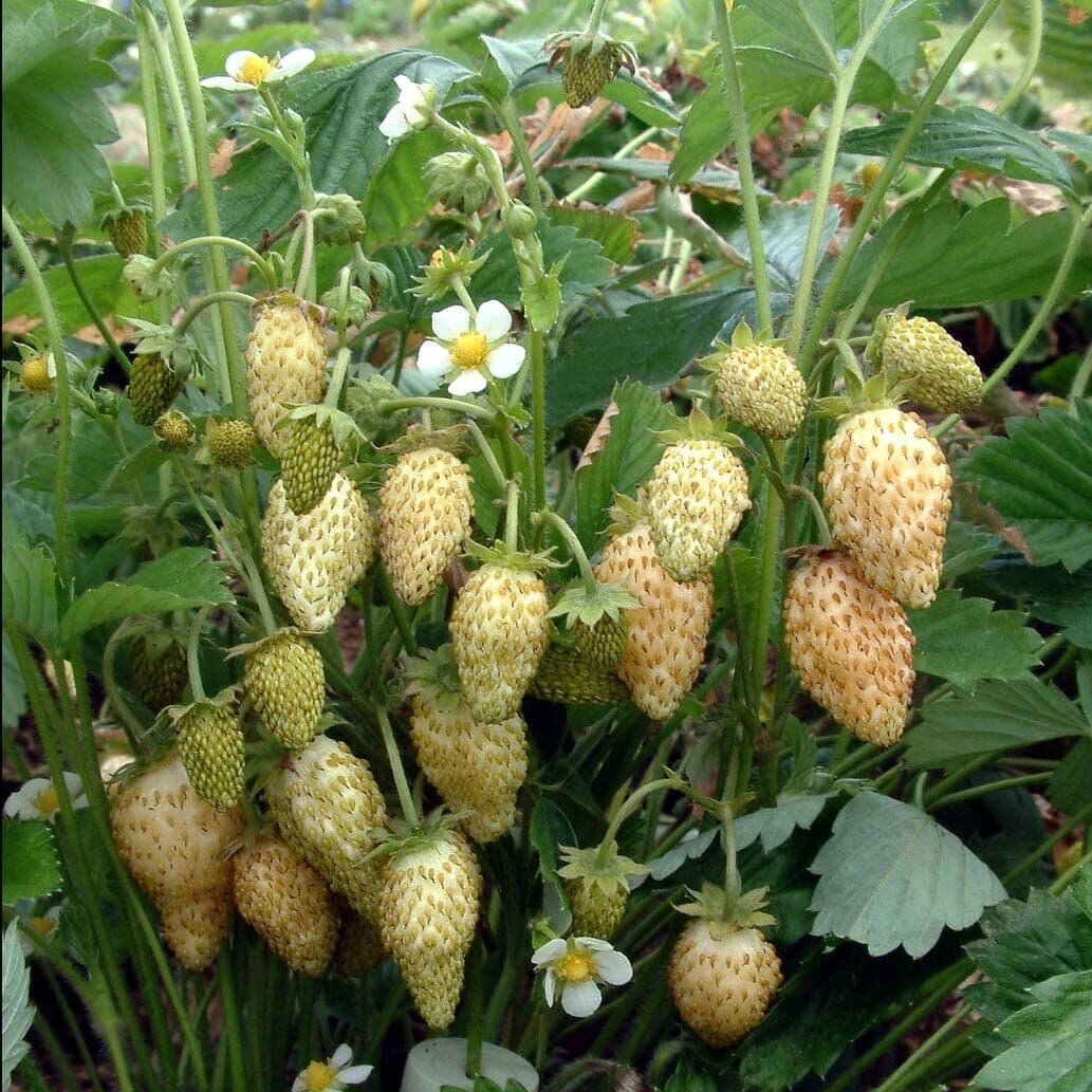 Земляника Желтое чудо (0,03 гр.), Гавриш, Россия