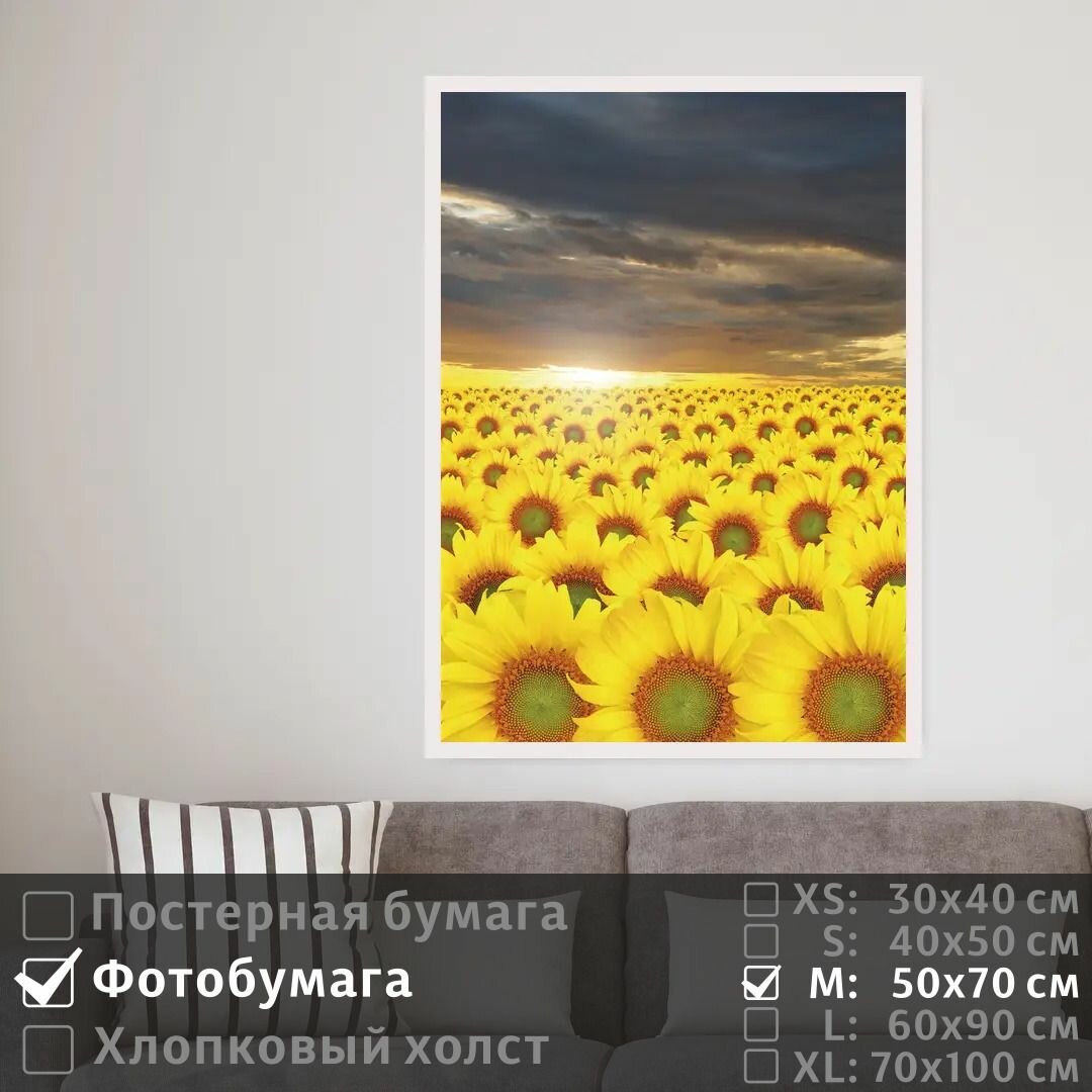 Постер на фотобумаге Подсолнухи В Сумерках Под Облаками 50х70 см ПолиЦентр
