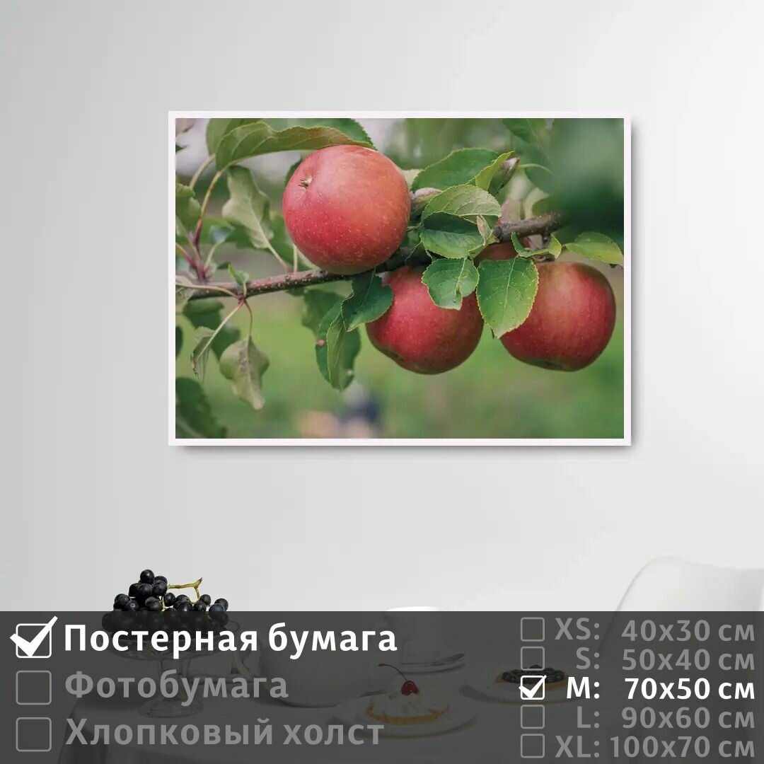 Постер на стену Красные Яблоки На Ветке Яблони 70х50 см ПолиЦентр