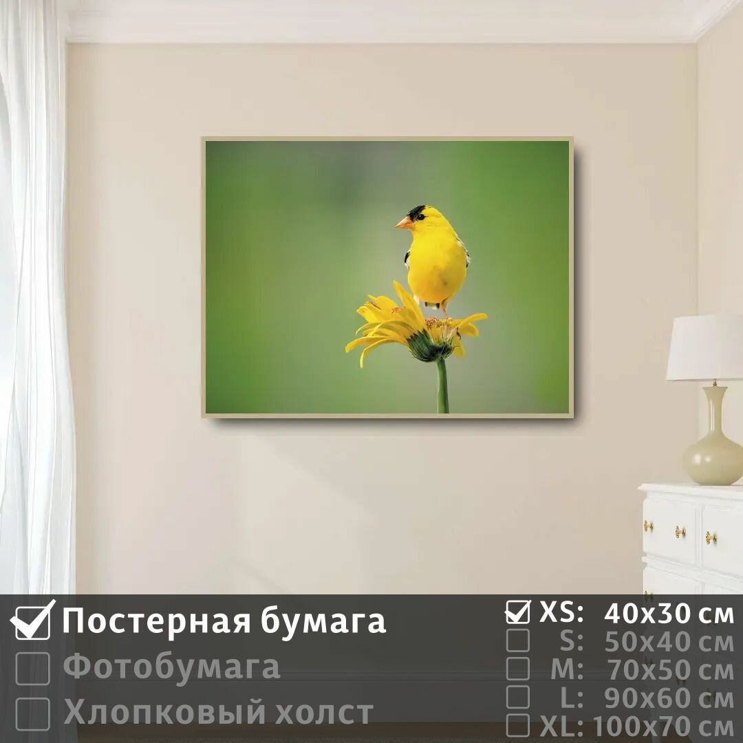 Постер на стену Птичка Желтая Сидит На Цветке 40х30 см ПолиЦентр