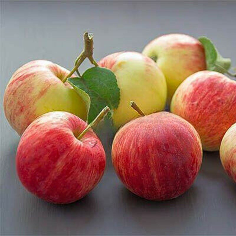 Яблоня Старк Эрли (1 саженец), Россия