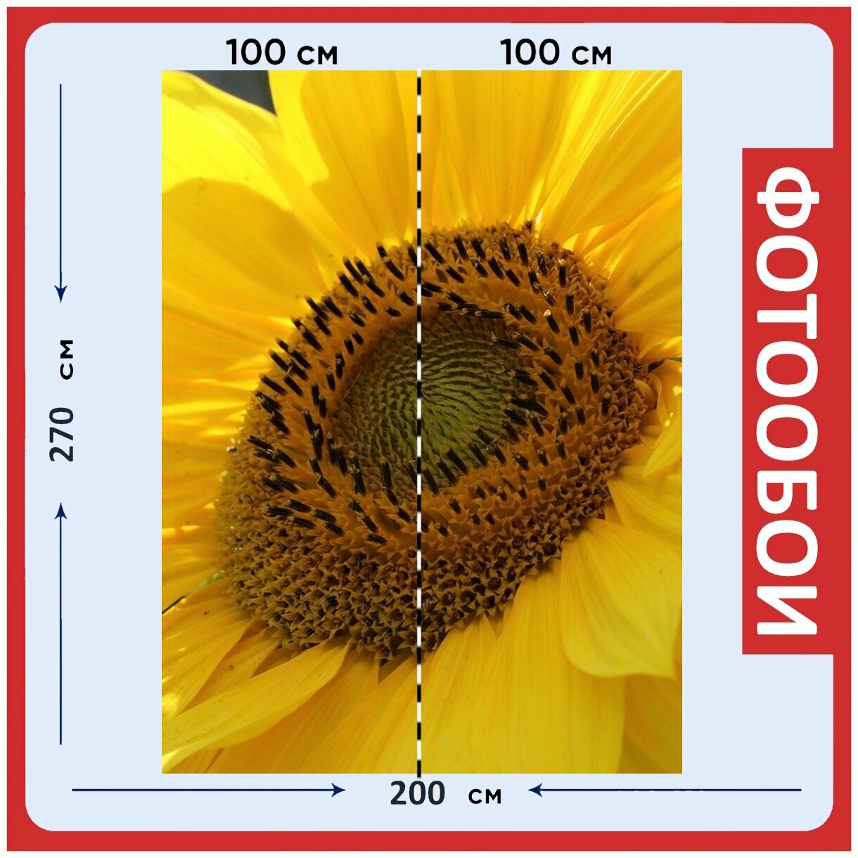 Фотообои "Подсолнух, подсолнечник, цветок" 200x270 см. флизелиновыена стену