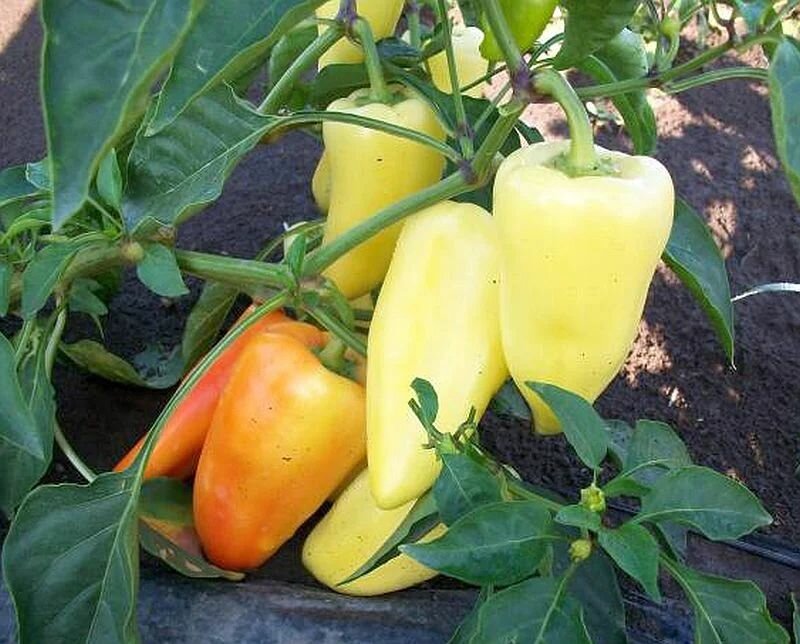 Коллекционные семена перца сладкого Бабушкина грядка