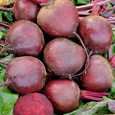 Семена свеклы Первый Урожай (3 гр.)