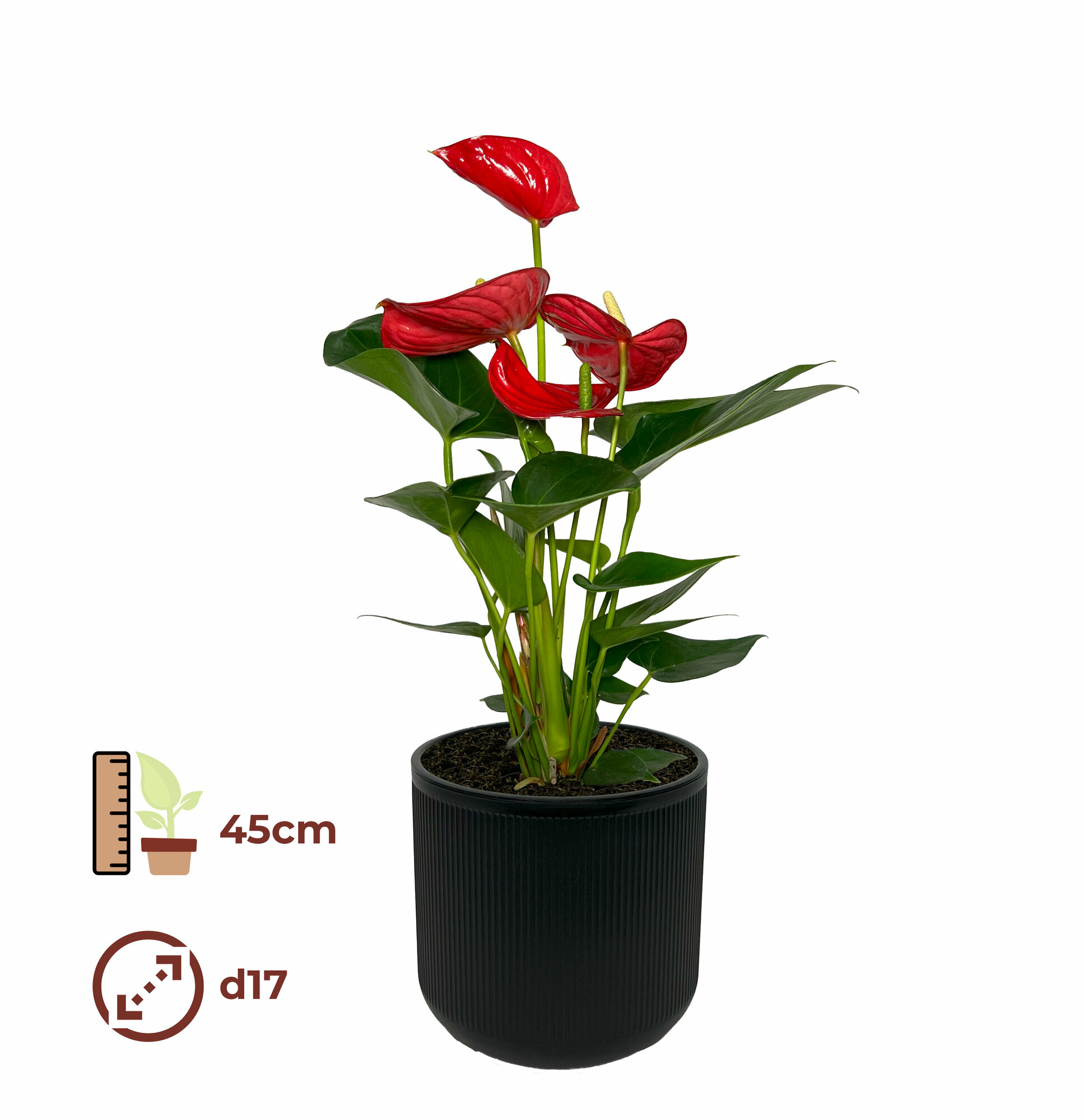 Антуриум Красный 17/45, цвет кашпо черный