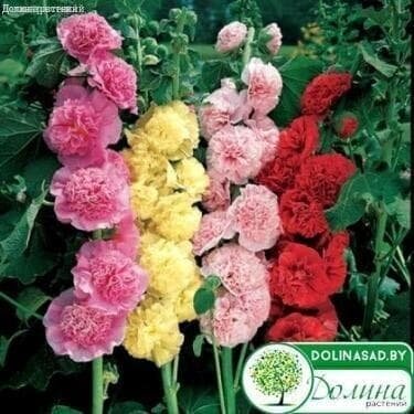 Шток-Роза Микс (0,1 гр.), Szkolka roslin A.M, Польша