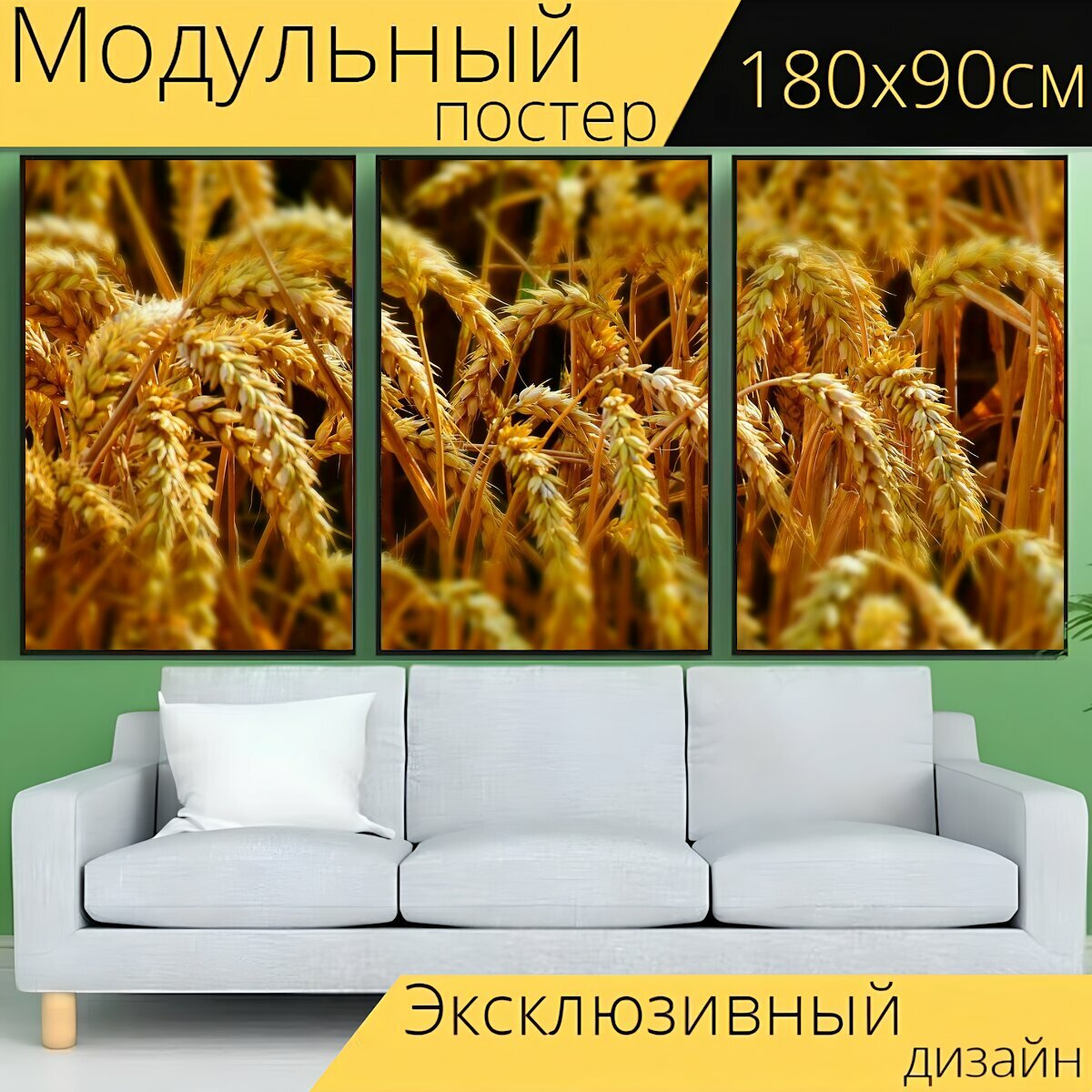 Модульный постер "Пшеница, пшеничное поле, колосья пшеницы" 180 x 90 см. для интерьера на стену в тубусе