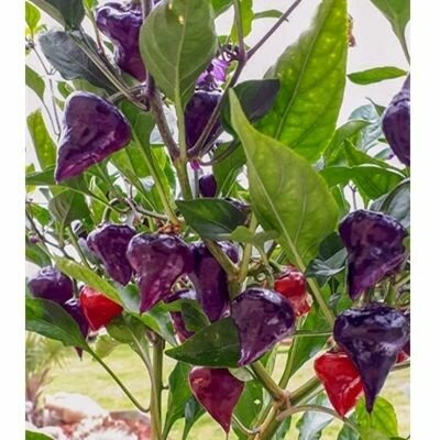 Семена Острый перец Purple UFO, 5 семян + подарок