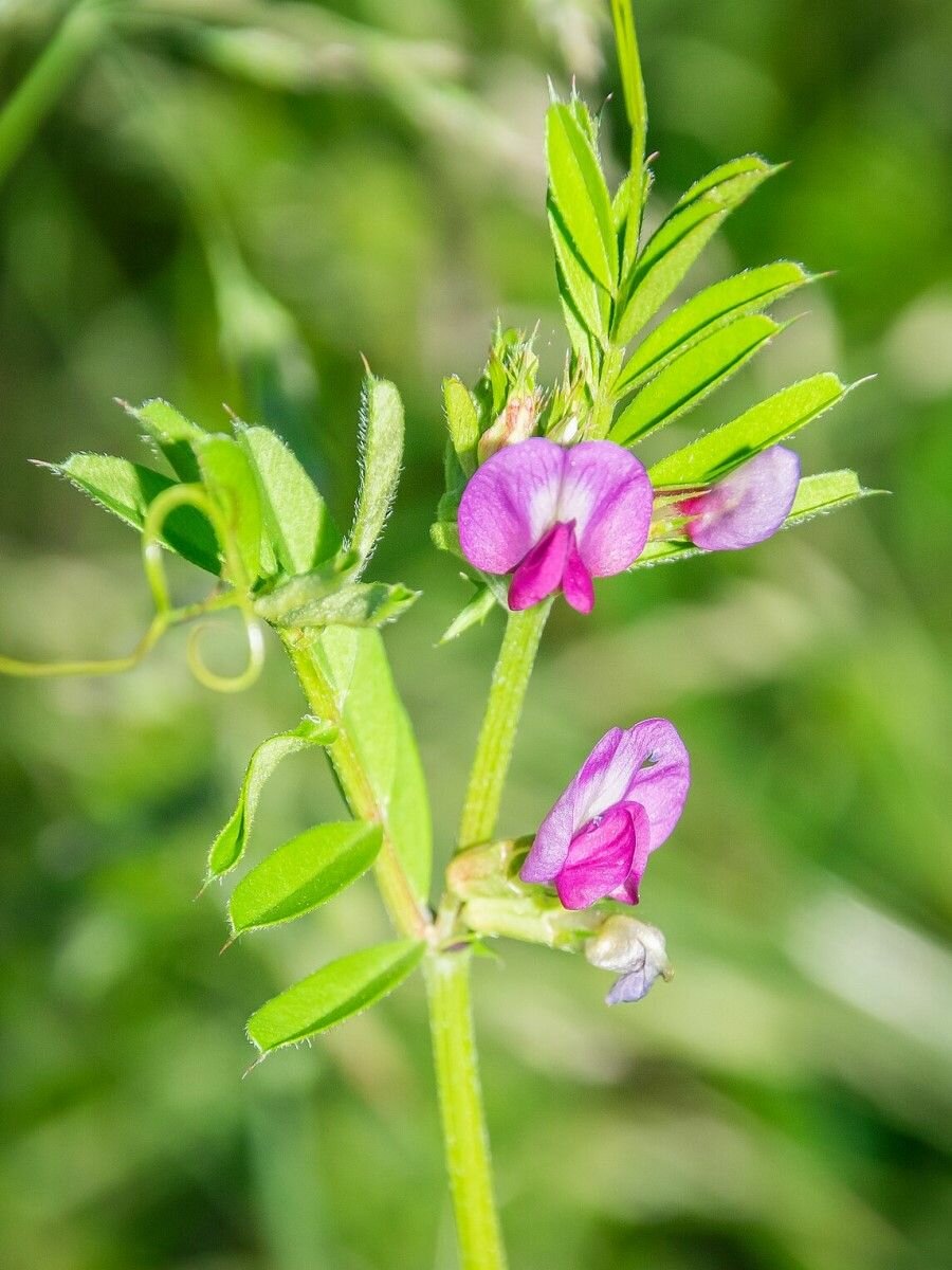 Вика яровая семена 50 штук