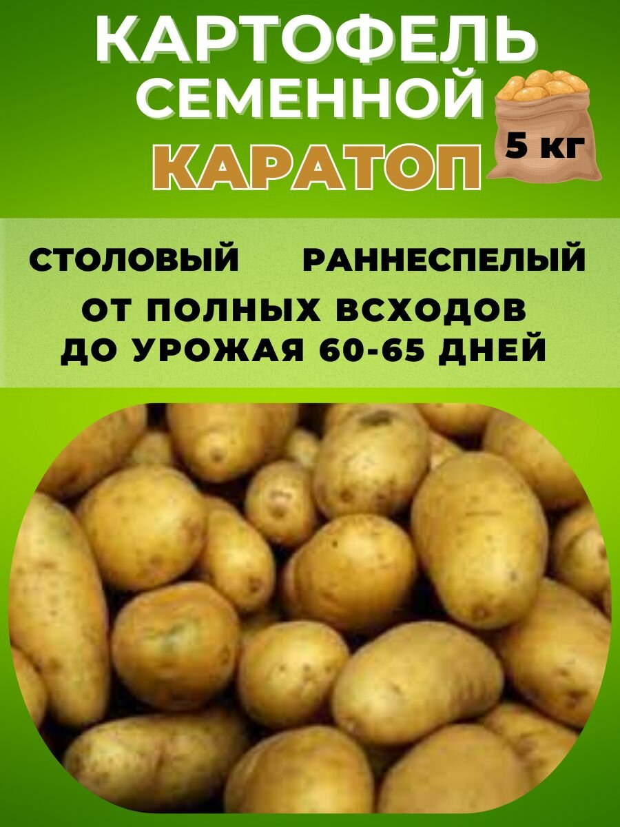 Картофель семенной, клубни на посадку 5кг