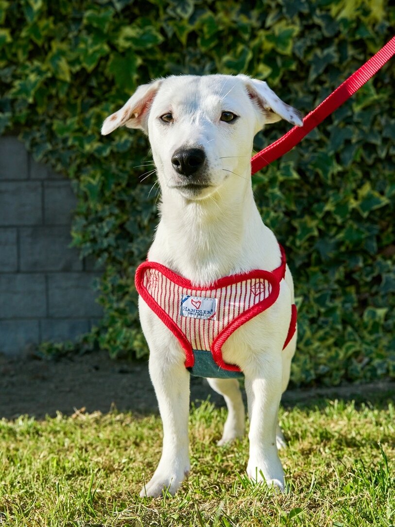 Джинсовая шлейка с поводком Japan Premium Pet комплект Handler, размер S, цвет красный.