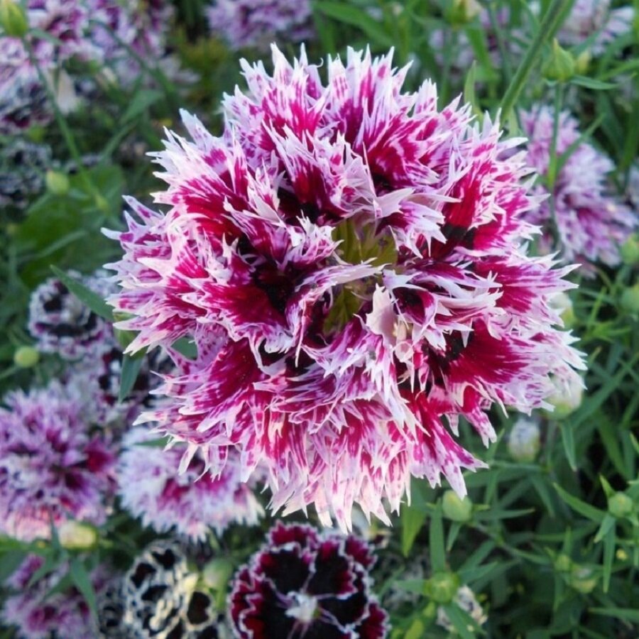 Семена Deodar SEEDS COMPANY Гвоздика Империал 100 шт.