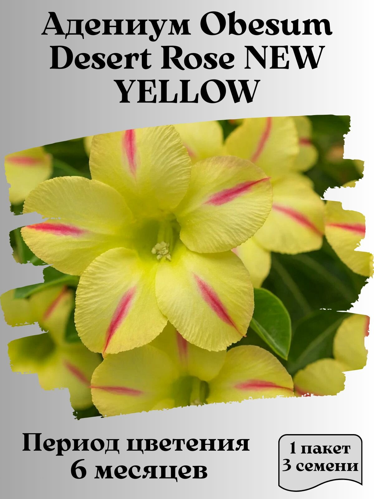 Адениум Obesum Desert Rose NEW YELLOW, семена, 3 шт.