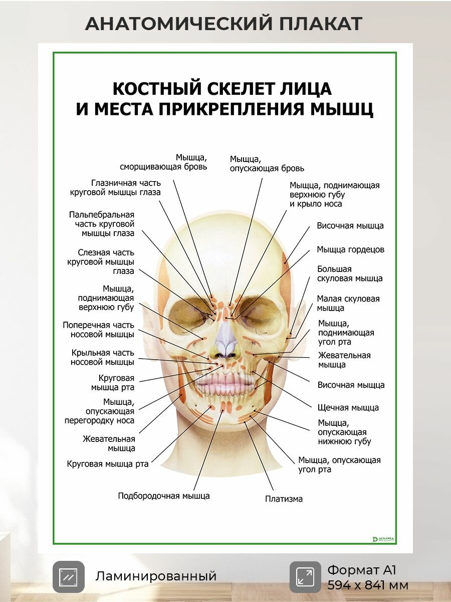 Обучающий медицинский плакат ламинированный формат А1 Костный скелет лица и места прикрепления мышц