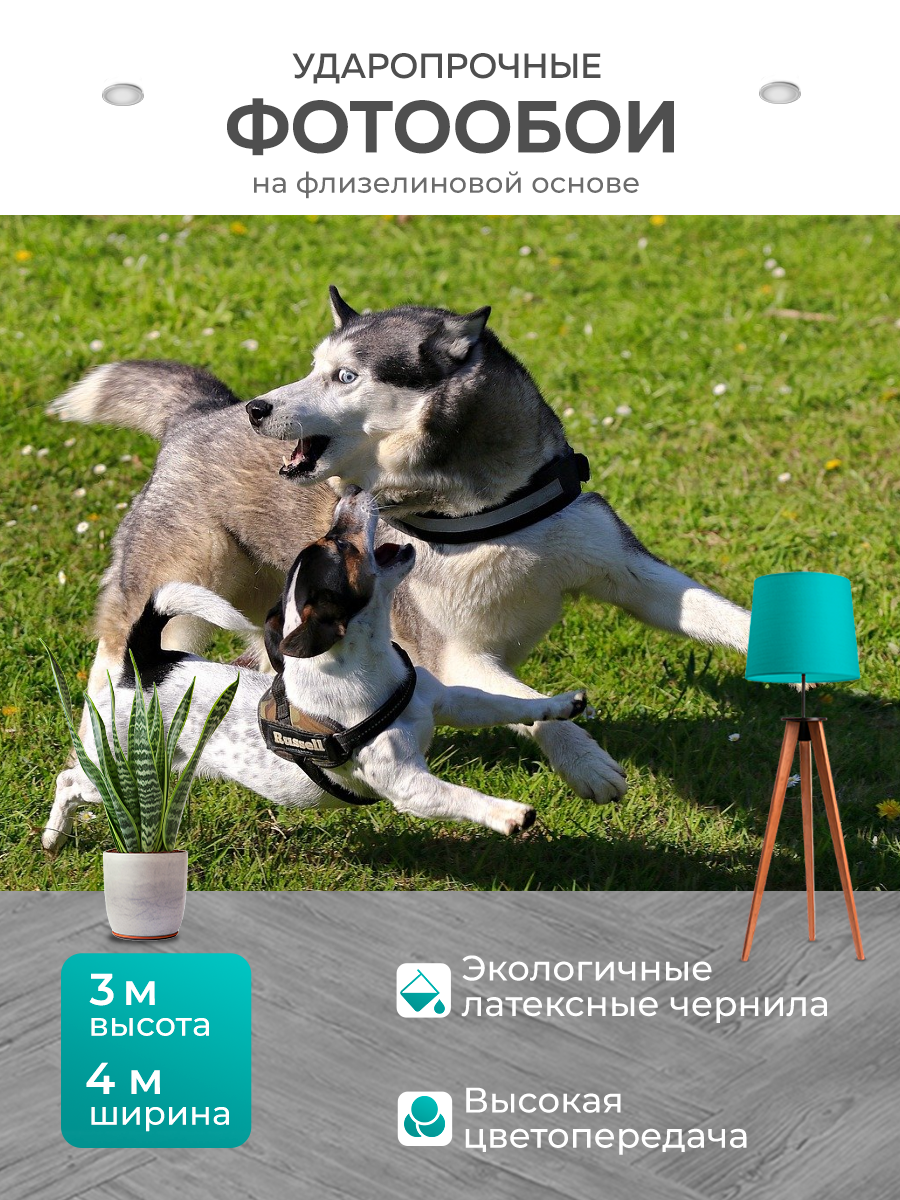 Фотообои моющиеся ударопрочные "Хаски, джек рассел терьер, собаки" 400x300 см. флизелиновые на стену