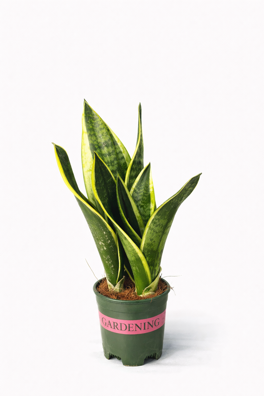 Сансевиерия Лауренти "З/О/СП" (Sansevieria ‘Laurentii’) 12/45см