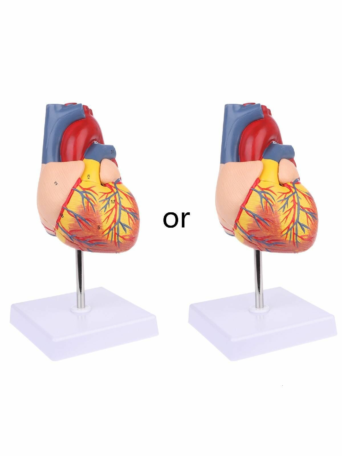 1 Анатомическая модель человеческого сердца