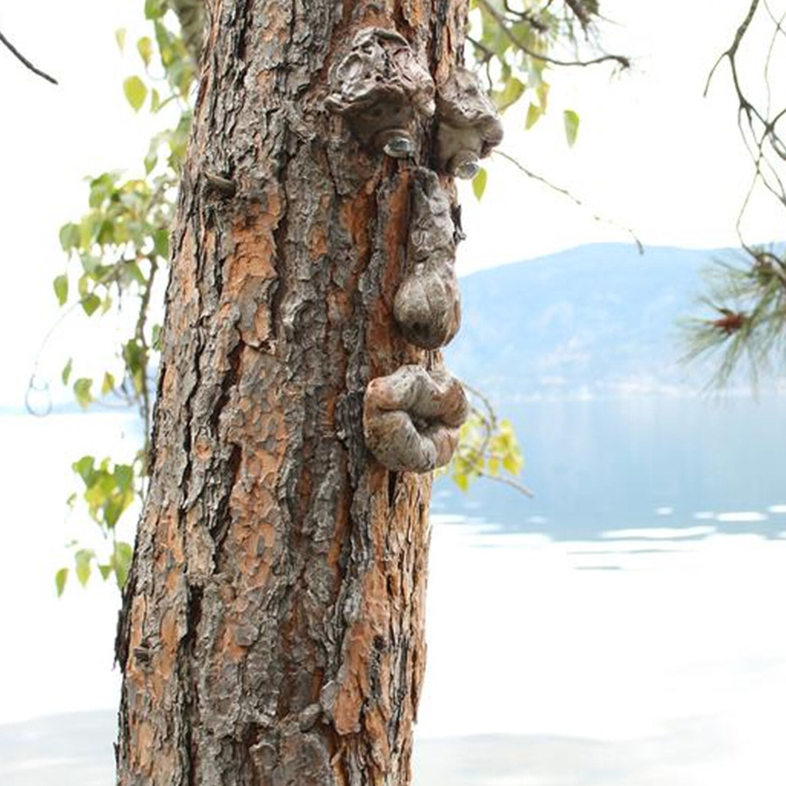 Easter Tree Face Old Man Sculpture Ghost Face Facial Features Decoration Brown Resin Type A Type B Type C Type D Outdoor Garden Holiday Festivals Halloween 13.7*11.6*6.8cm 370g 220g 190g 310g