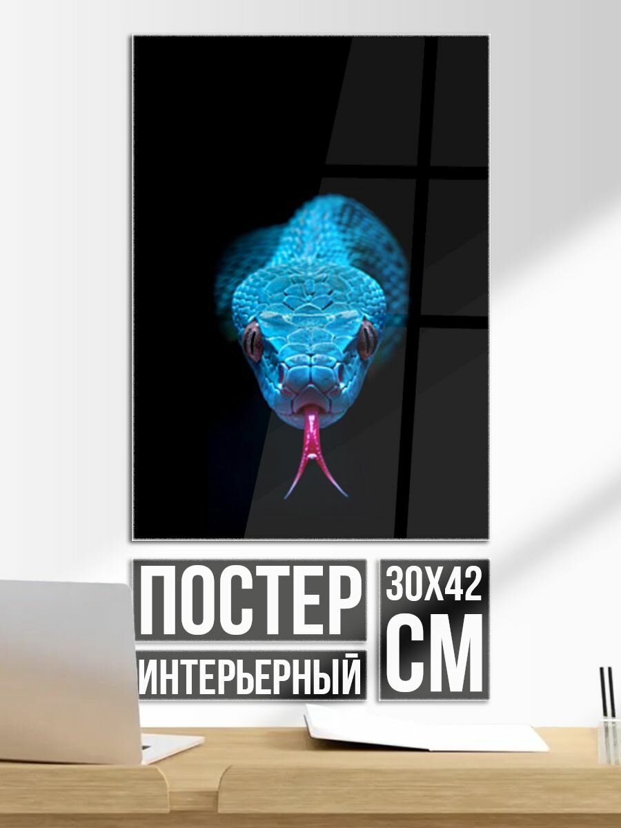 Постер на стену Голова змеи голубого цвета на черном фоне с языком