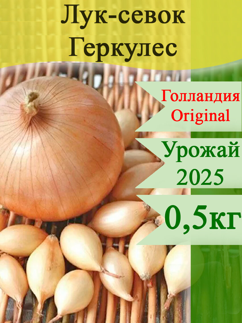 Лук севок Геркулес 0,5 кг Голландия на посадку весной