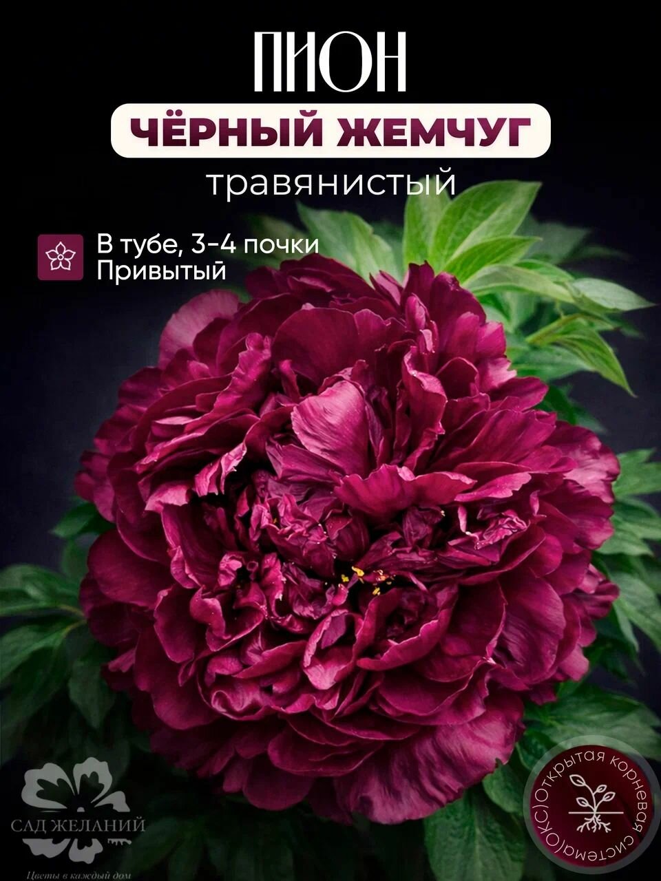 Пион Черный жемчуг в тубе 5-6 почек окс
