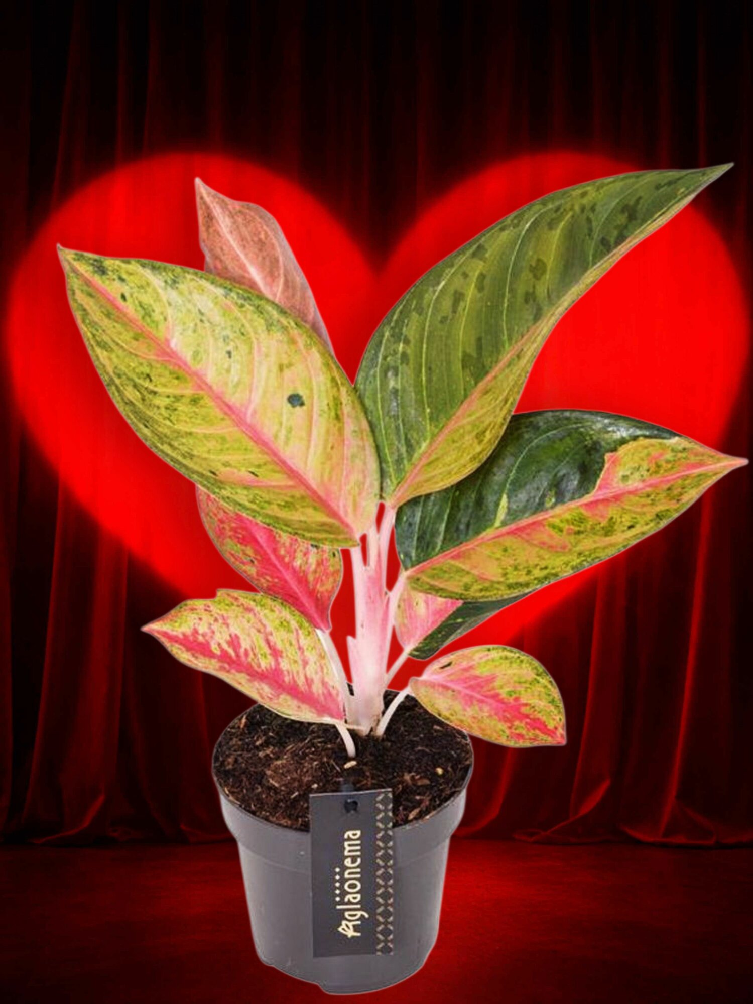 Аглаонема Фаервокс 20*9