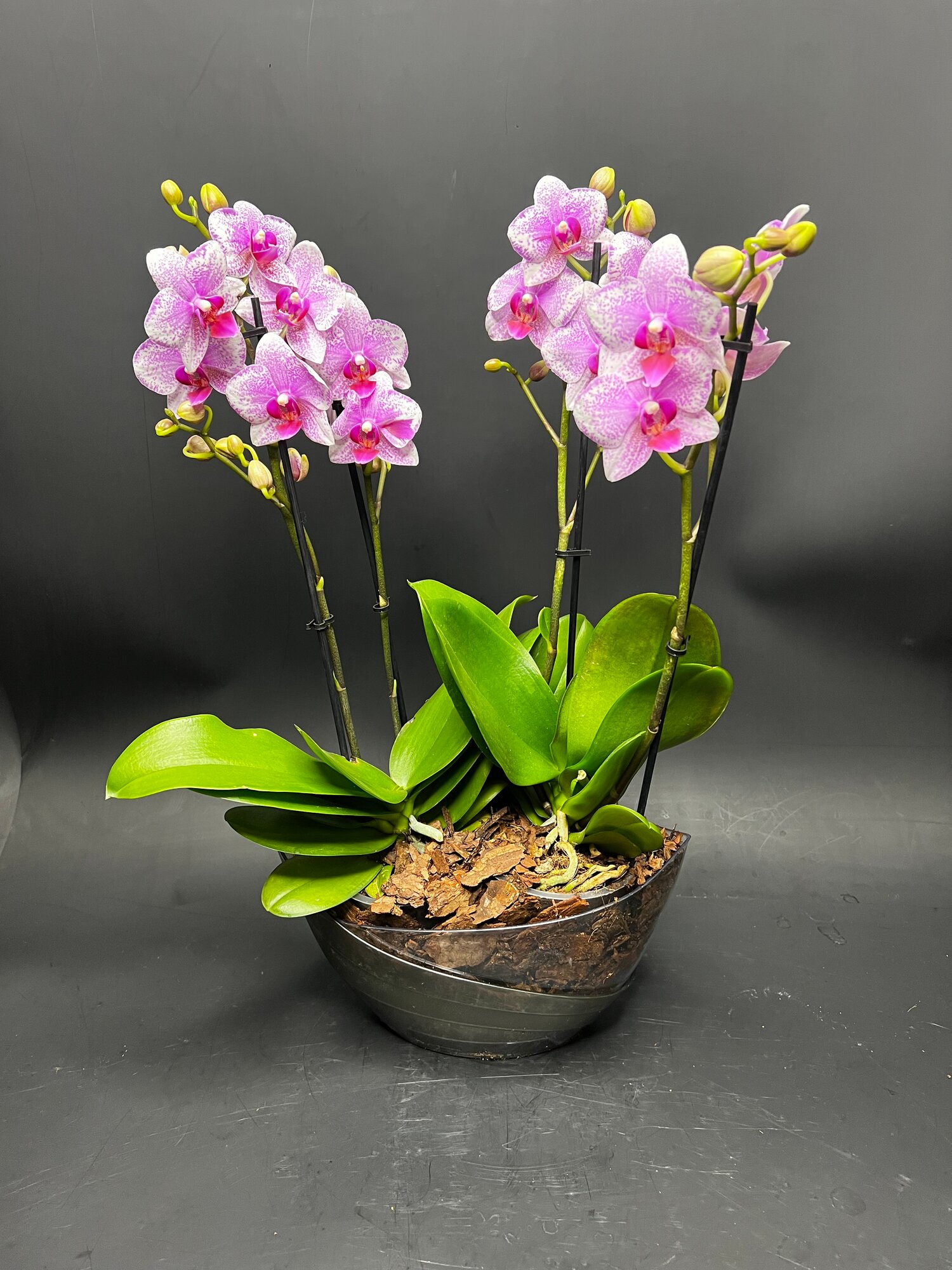 Композиция живая орхидея фаленопсис нежно розовая 4 цветоноса, эксклюзивный подарок