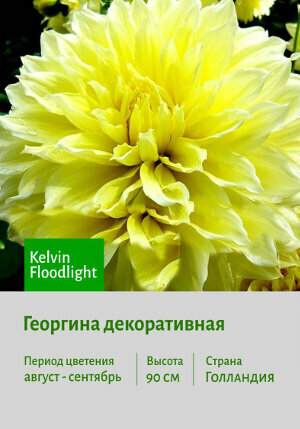 Георгина Декоративная Кельвин Флутлайт (Kelvin Floodlight) 1 шт. Сотка