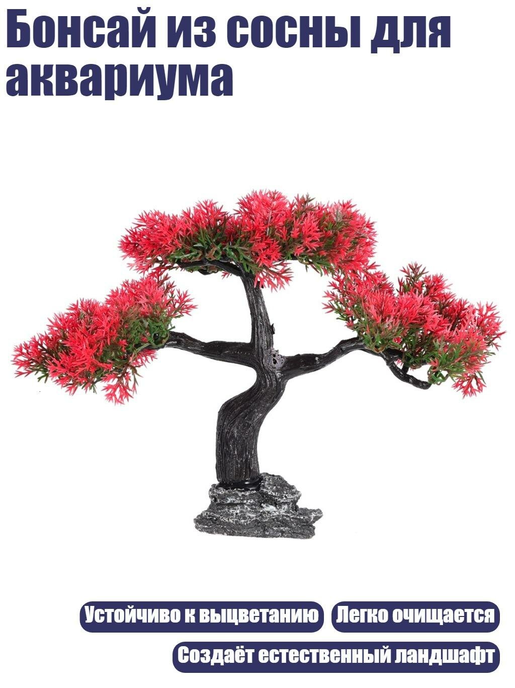 Бонсай из сосны для аквариума, Сосна туя красная