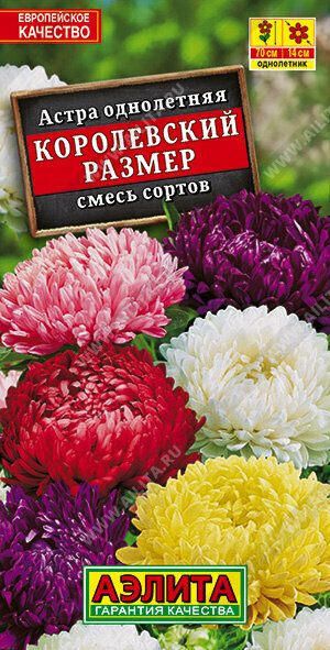 Астра Королевский размер, смесь сортов