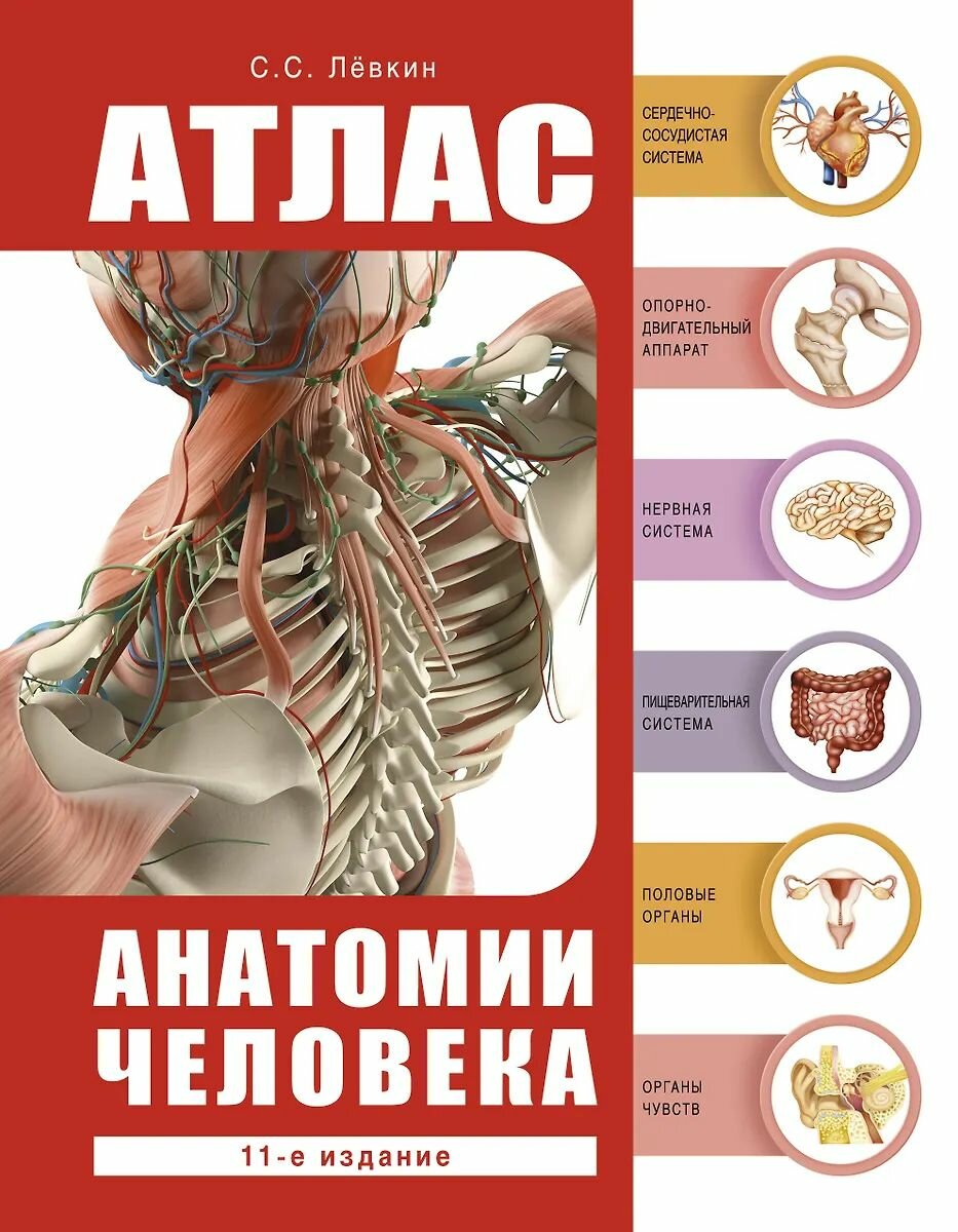 Книга по медицине АСТ "Атлас анатомии человека" Лёвкин С. С, 2025 год