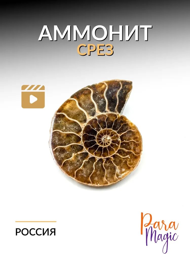 Аммонит Срез, натуральный минерал, размер: 2,5-4см.