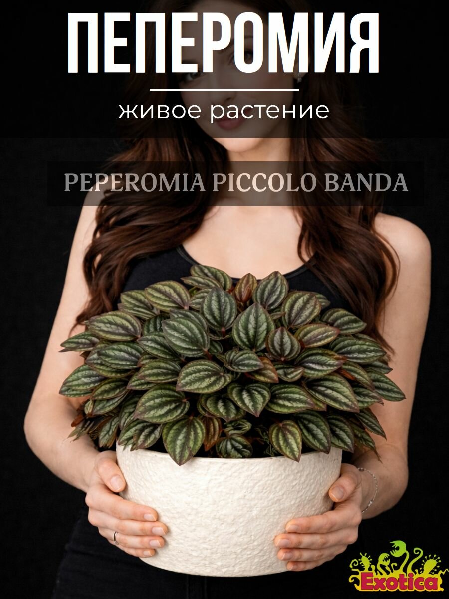 Пеперомия Пикколо Банда (Peperomia Piccolo Banda) D5см, живой цветок