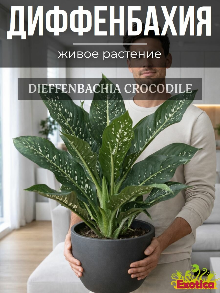 Диффенбахия Крокодил (Dieffenbachia Crocodile) D6см, домашний цветок