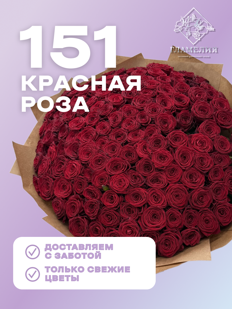 Гламелия цветы «Императорский бархат»: 151 роза Red Naomi в крафте – купить свежие цветы с доставкой в Москве