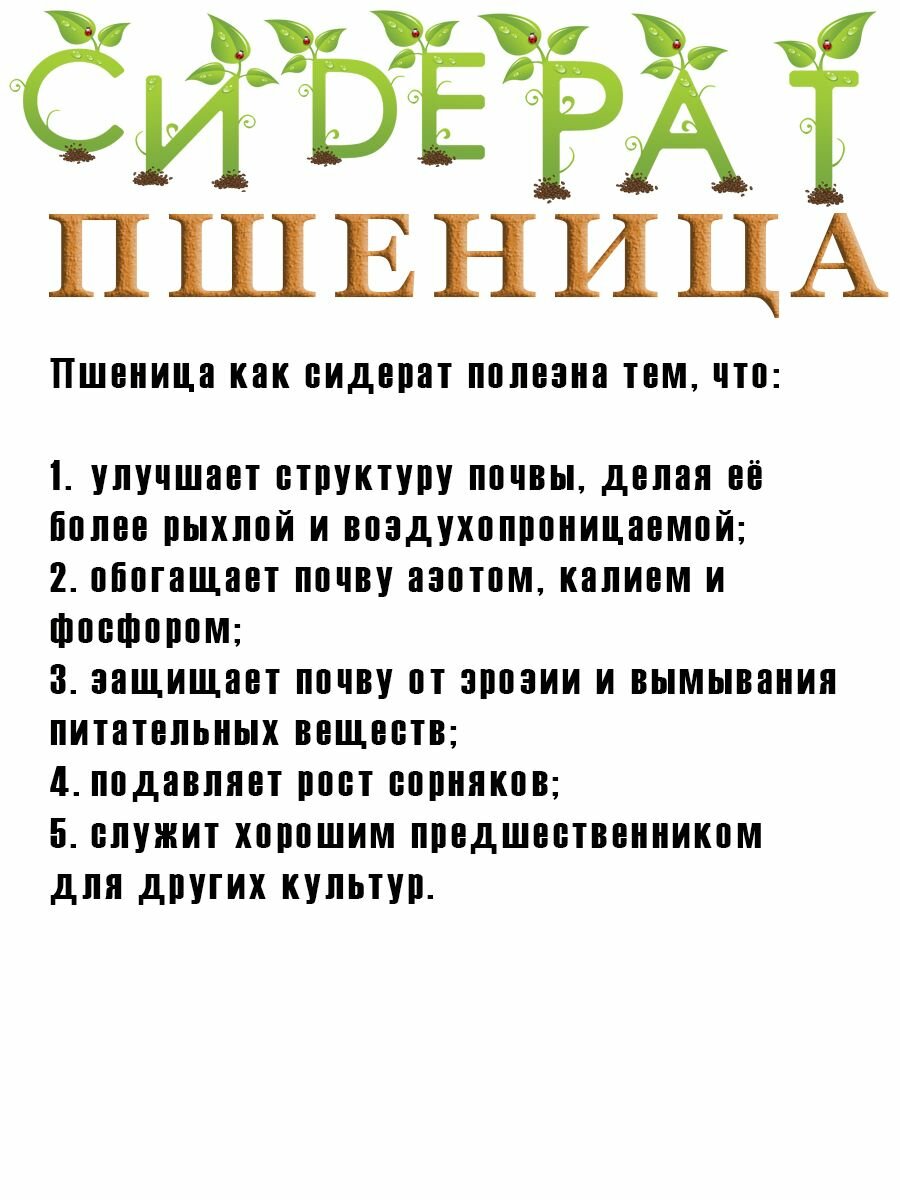 Сидерат Пшеница — фото 1