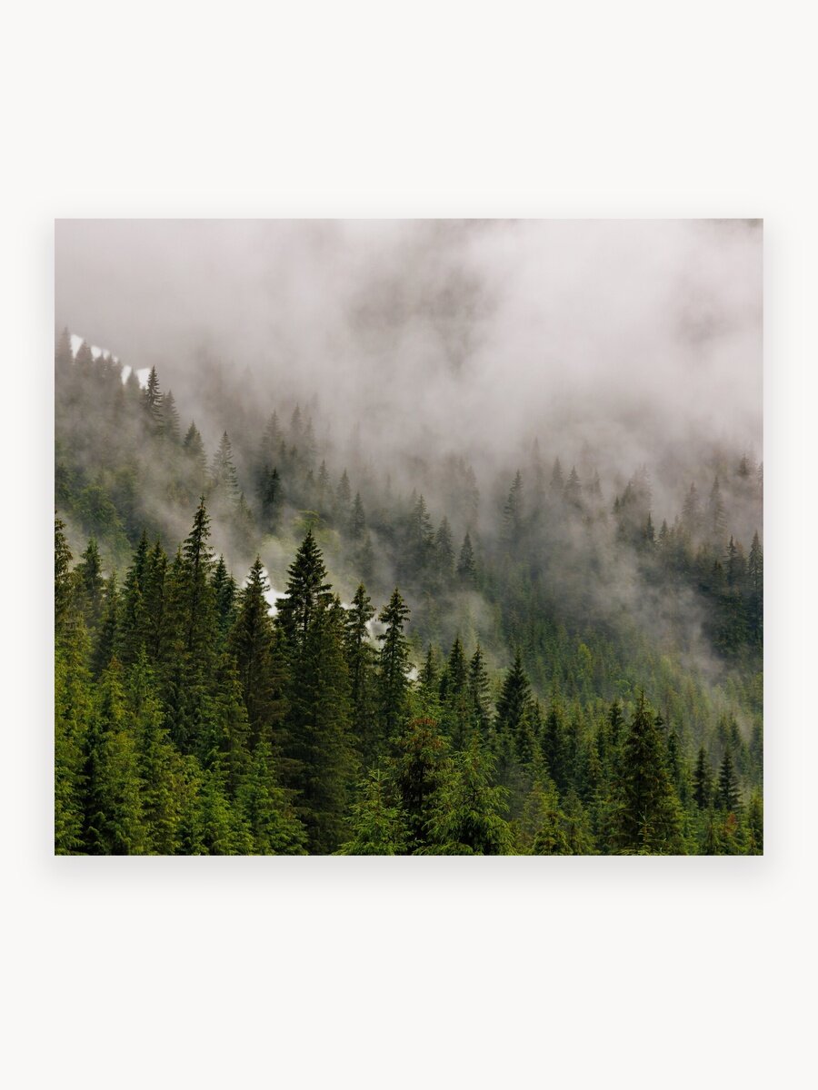 Фотообои флизелиновые на стену с природой Dekor Vinil "Лес в тумане" 300х270 см для спальни, гостиной, кухни, в зал, в коридор, в офис, расширяющие пространство