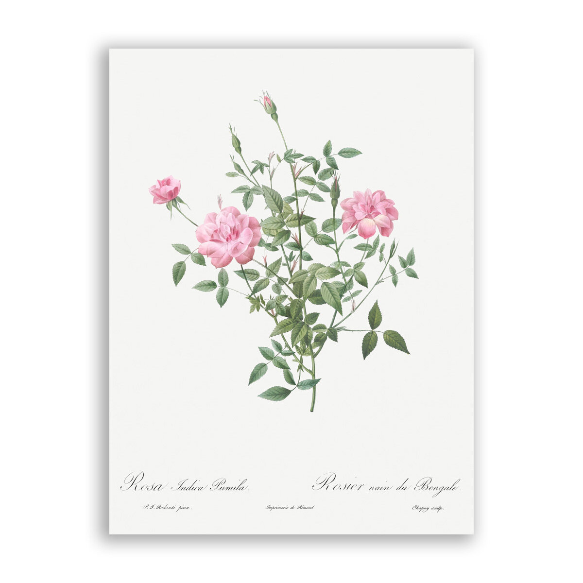 Картина на холсте, репродукция / Пьер-Жозеф Редуте - Double Miniature Rose / Размер 80 x 106 см