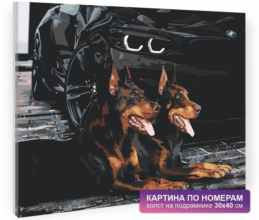 Картина по номерам на холсте с подрамником 30х40 см. Природа, животные, рыбы, птицы. Собаки, щенки. "BMW и доберманы", арт. 3525/
