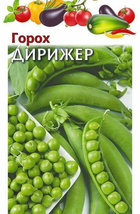 Семена растения горох дирижер
