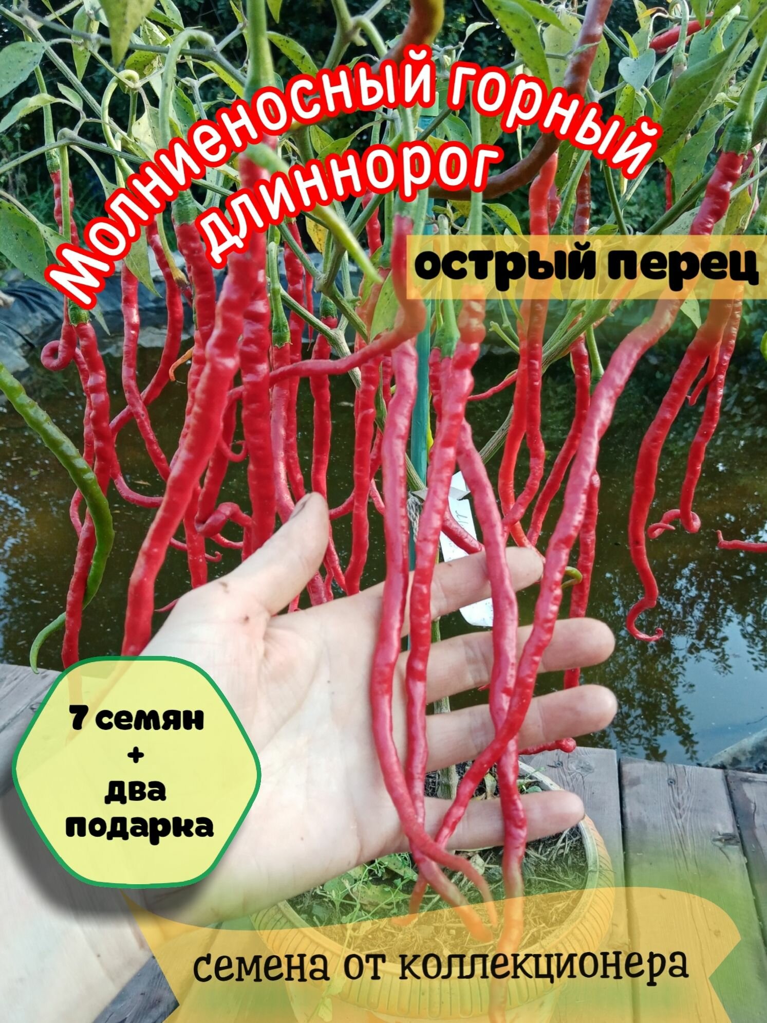 Острый перец "Молниеносный горный длиннорог", самые длинные стручки в мире, родом из Китая