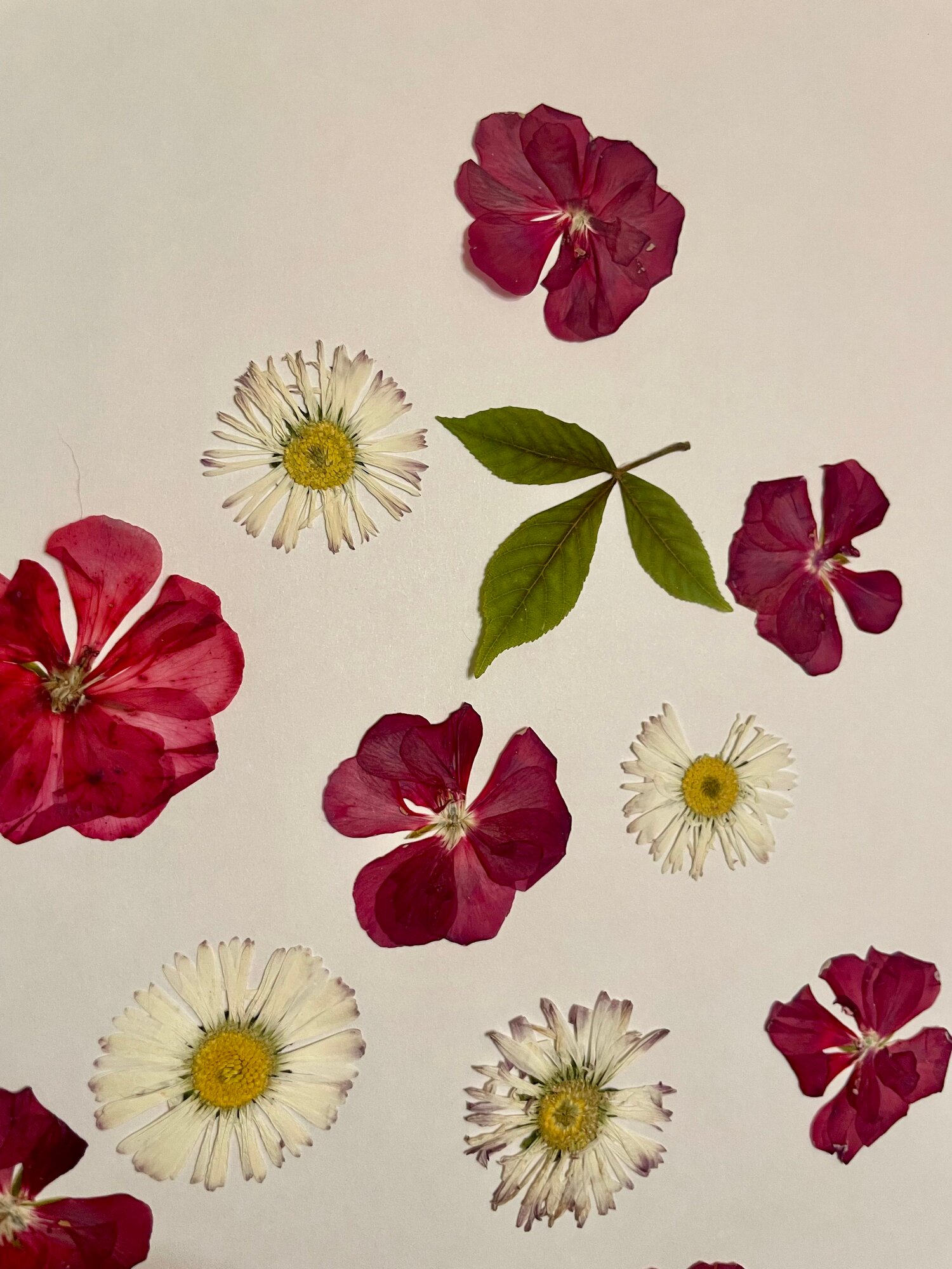 Гербарий. Плоские сухоцветы Герани для заливки смолой и рукоделия 13 шт.